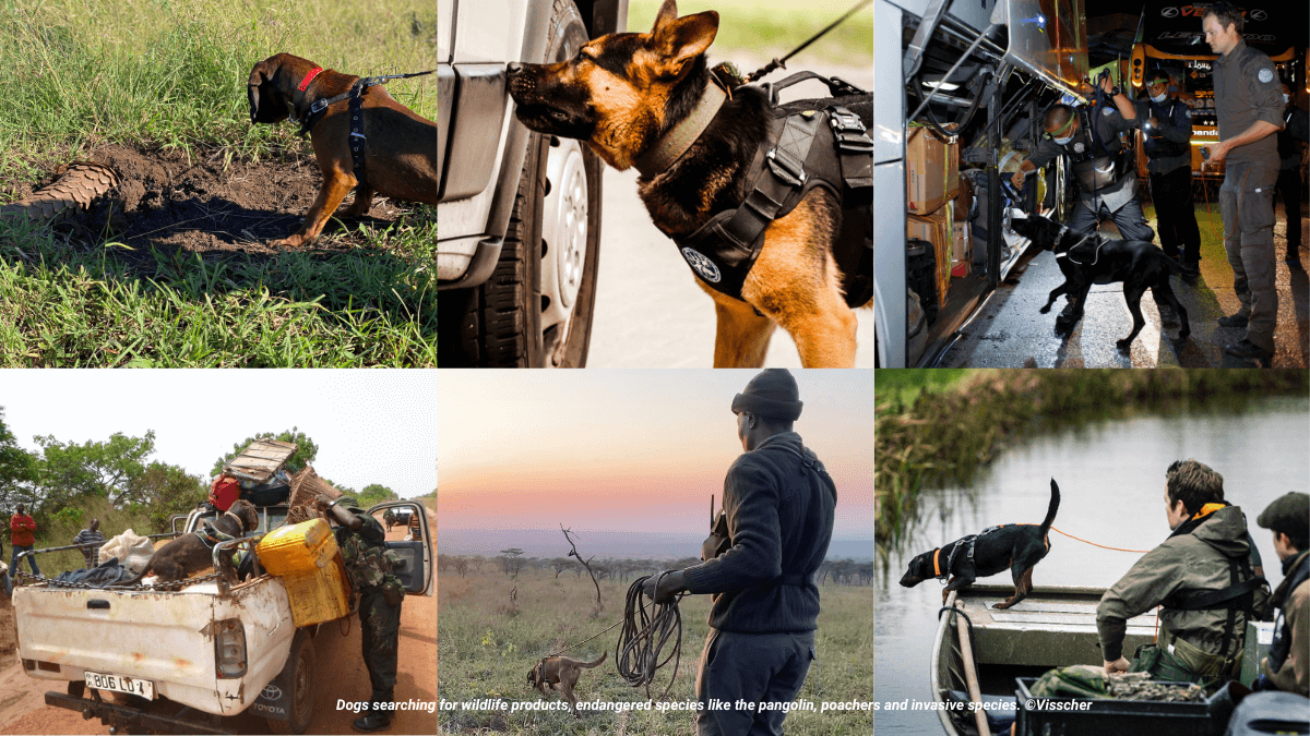 Coming soon: Online Training Dogs for Conservation - European Ranger ...