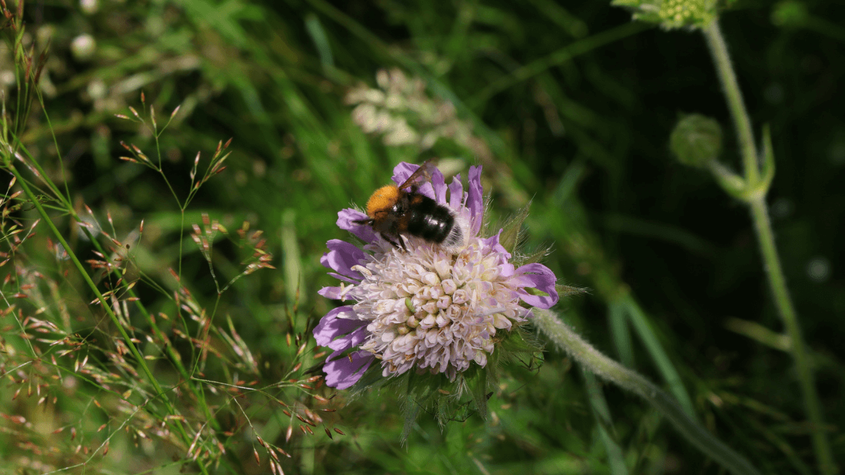 COP 15 started: Spotlights on dramatic loss of creatures and ecosystems ...