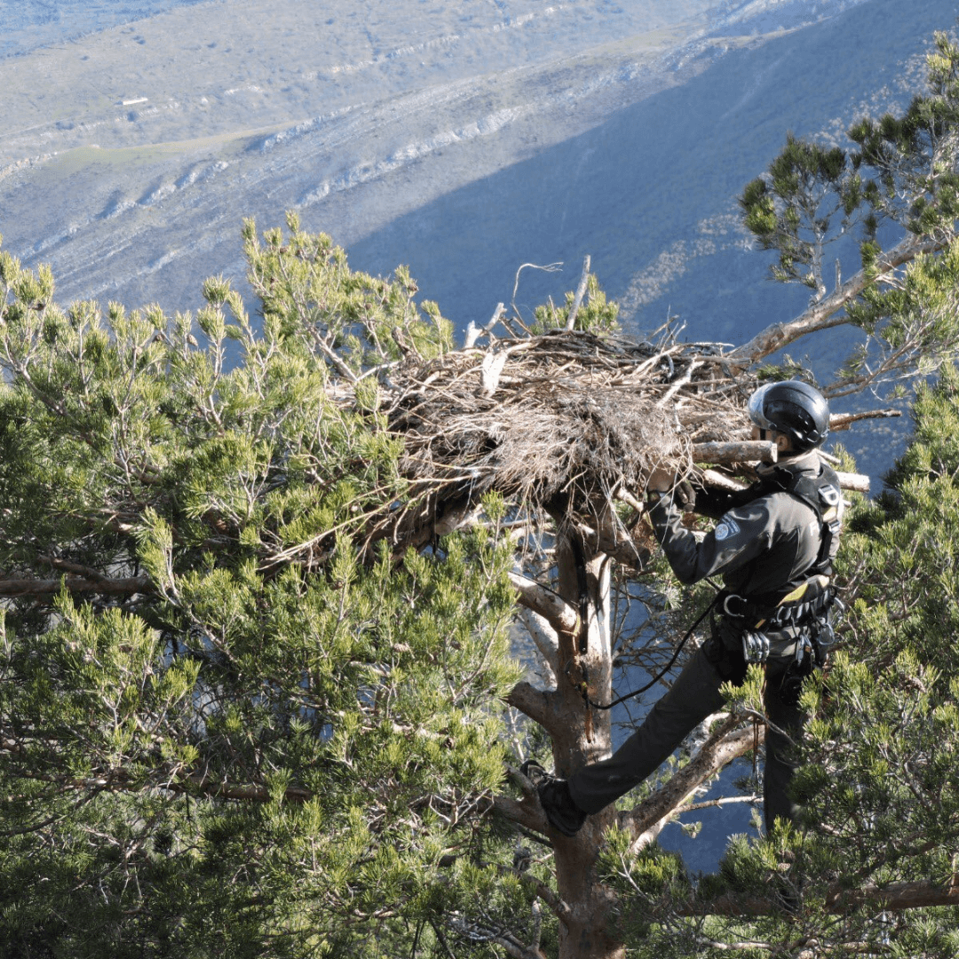 Spanish rangers: Caring for a highly diverse nature - European Ranger ...