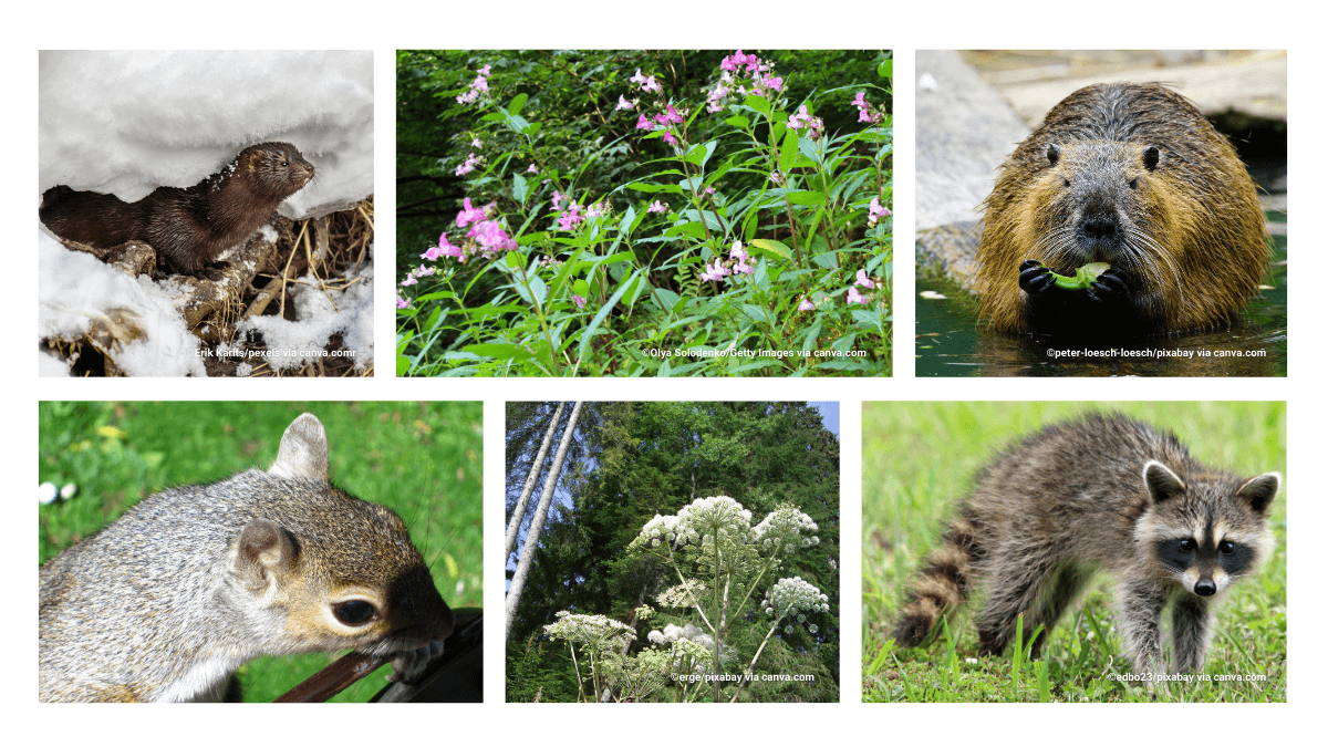 Invasive species: huge threat to biodiversity, fought by rangers ...