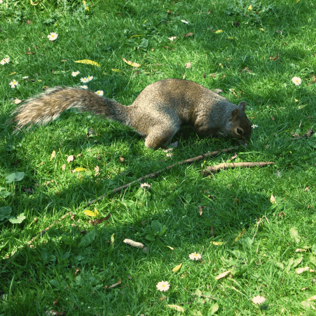 Invasive species: huge threat to biodiversity, fought by rangers ...