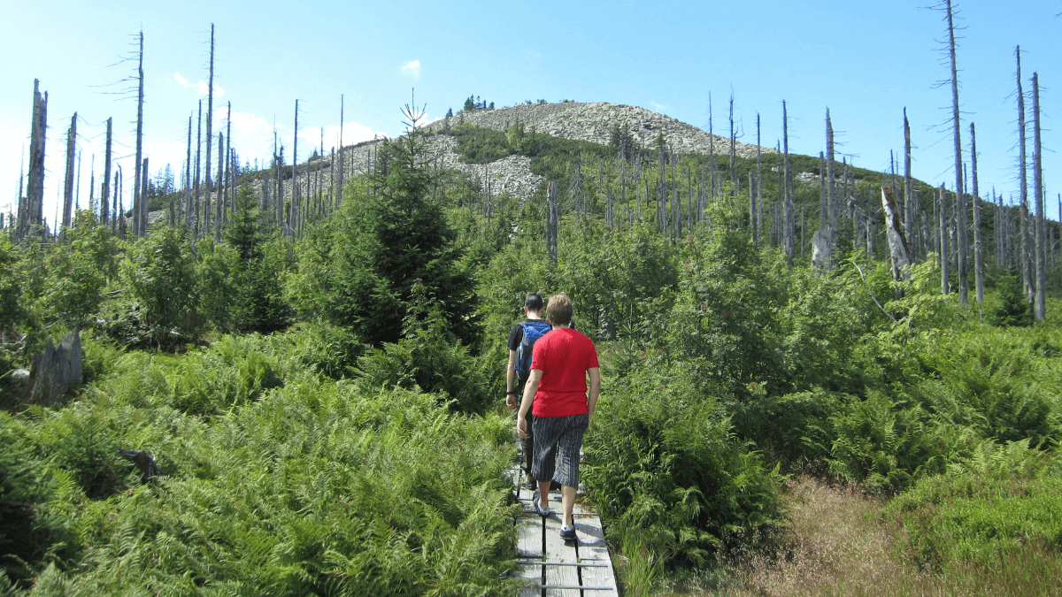 Junior Rangers in NP Bavarian Forest: tips and experiences from 25 ...