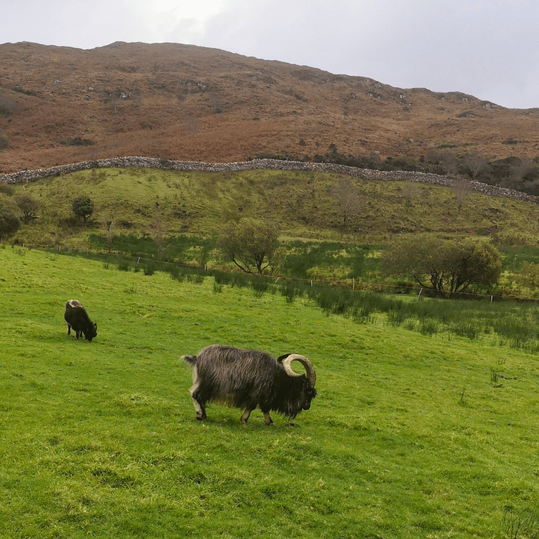 Practised ranger exchange: Swiss ranger visits Irish ranger - European ...