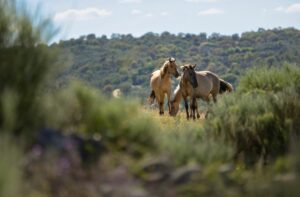 Rewilding Europe: scaling up nature recovery through engagement and ...